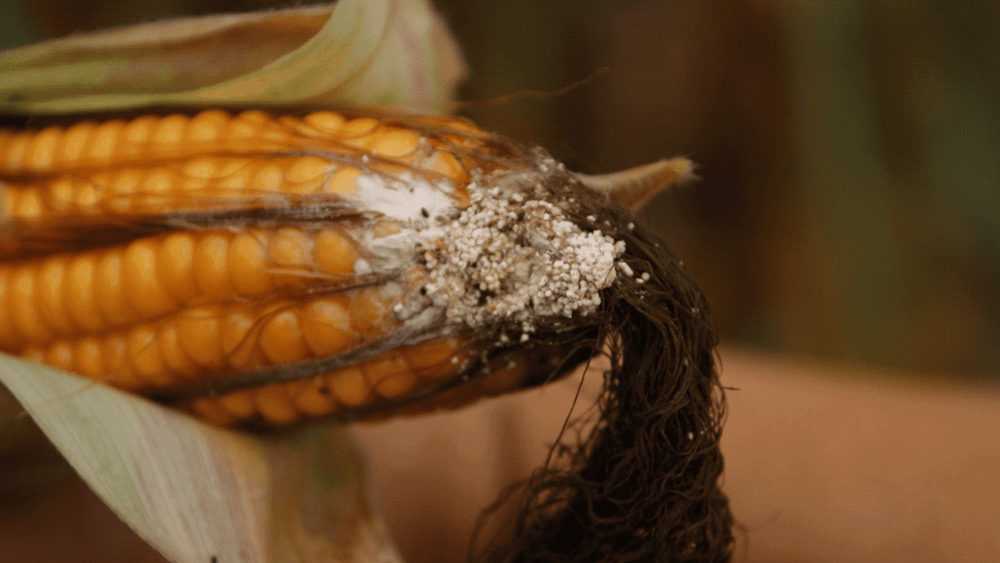 Fuzarioza kolb kukurydzy - BASF Agricultural Solutions