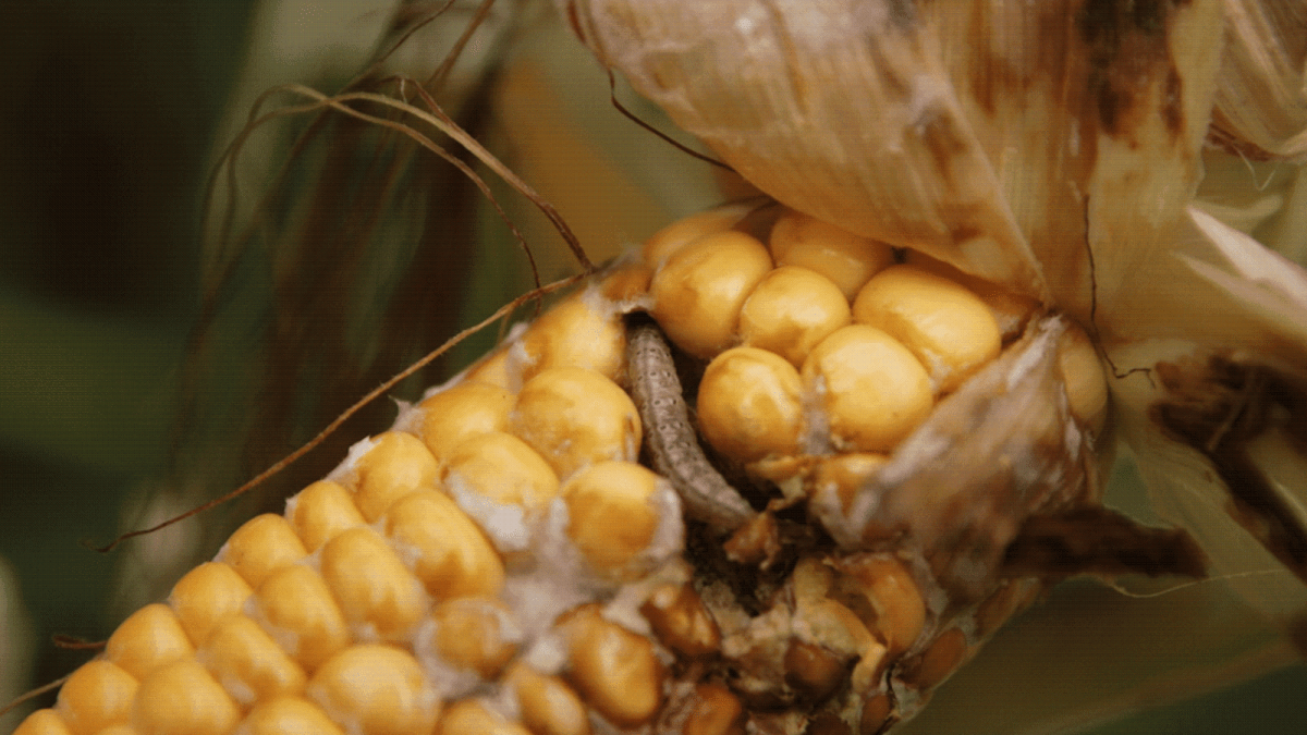 Fuzarioza kolb kukurydzy - BASF Agricultural Solutions