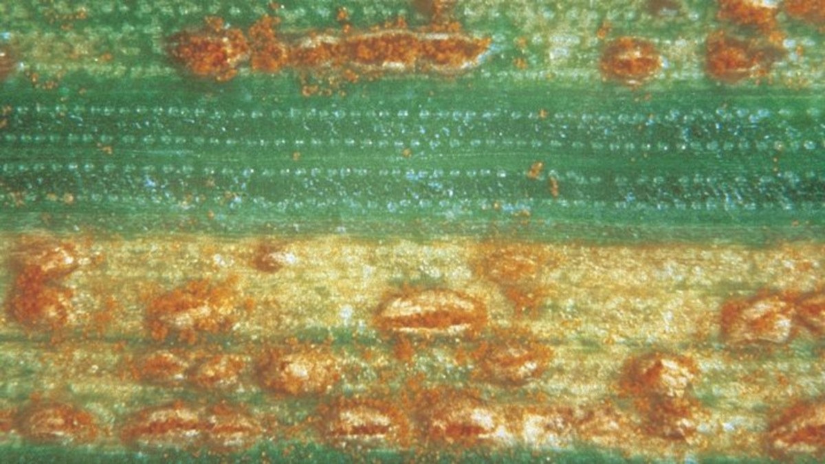 Rdza żółta zbóż i traw - BASF Agricultural Solutions