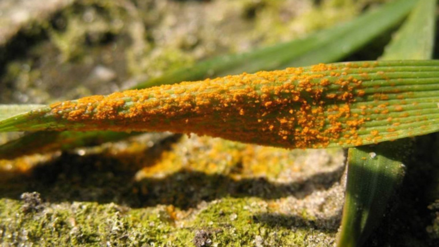 Rdza żółta zbóż i traw - BASF Agricultural Solutions