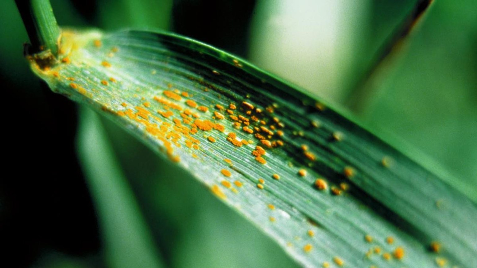 Jak zwalczyć rdzę w pszenicy ozimej i innych zbożach?
