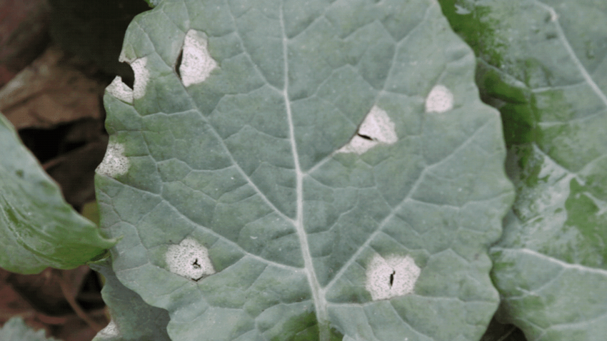 Fungicydy na rzepak – jakie mają zalety, jak działają, kiedy stosować i ...