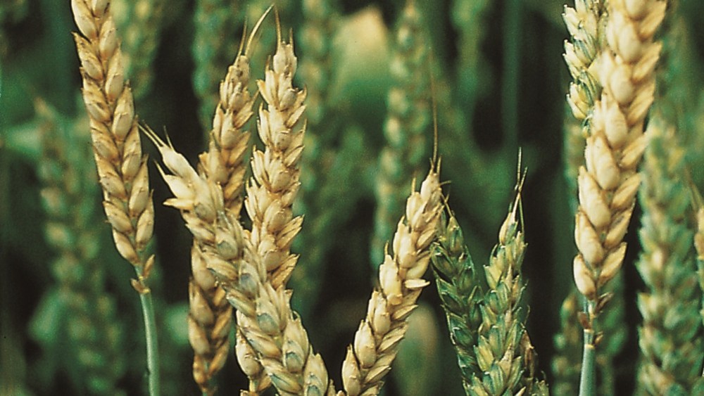 Zgorzel podstawy źdźbła - BASF Agricultural Solutions