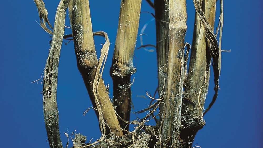 Zgorzel podstawy źdźbła - BASF Agricultural Solutions