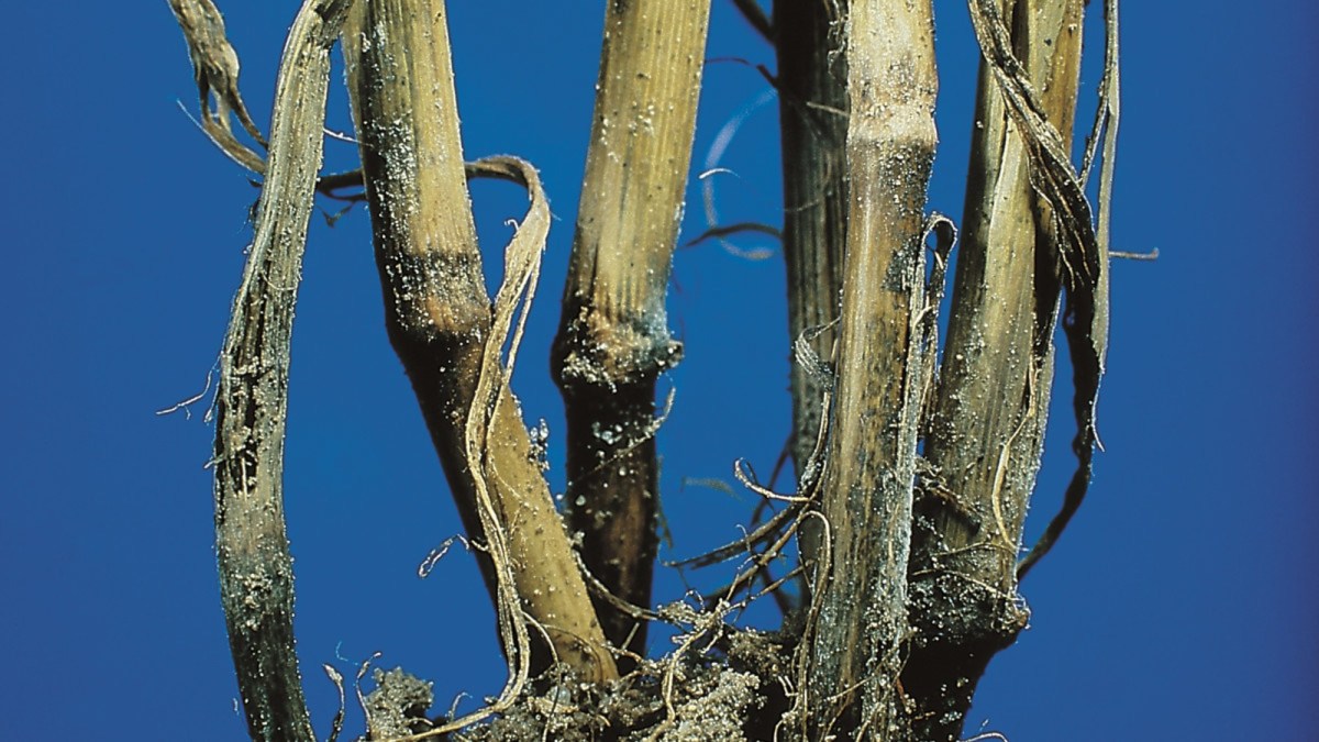 Zgorzel podstawy źdźbła - BASF Agricultural Solutions