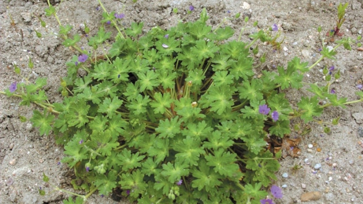 Bodziszek drobny - BASF Agricultural Solutions