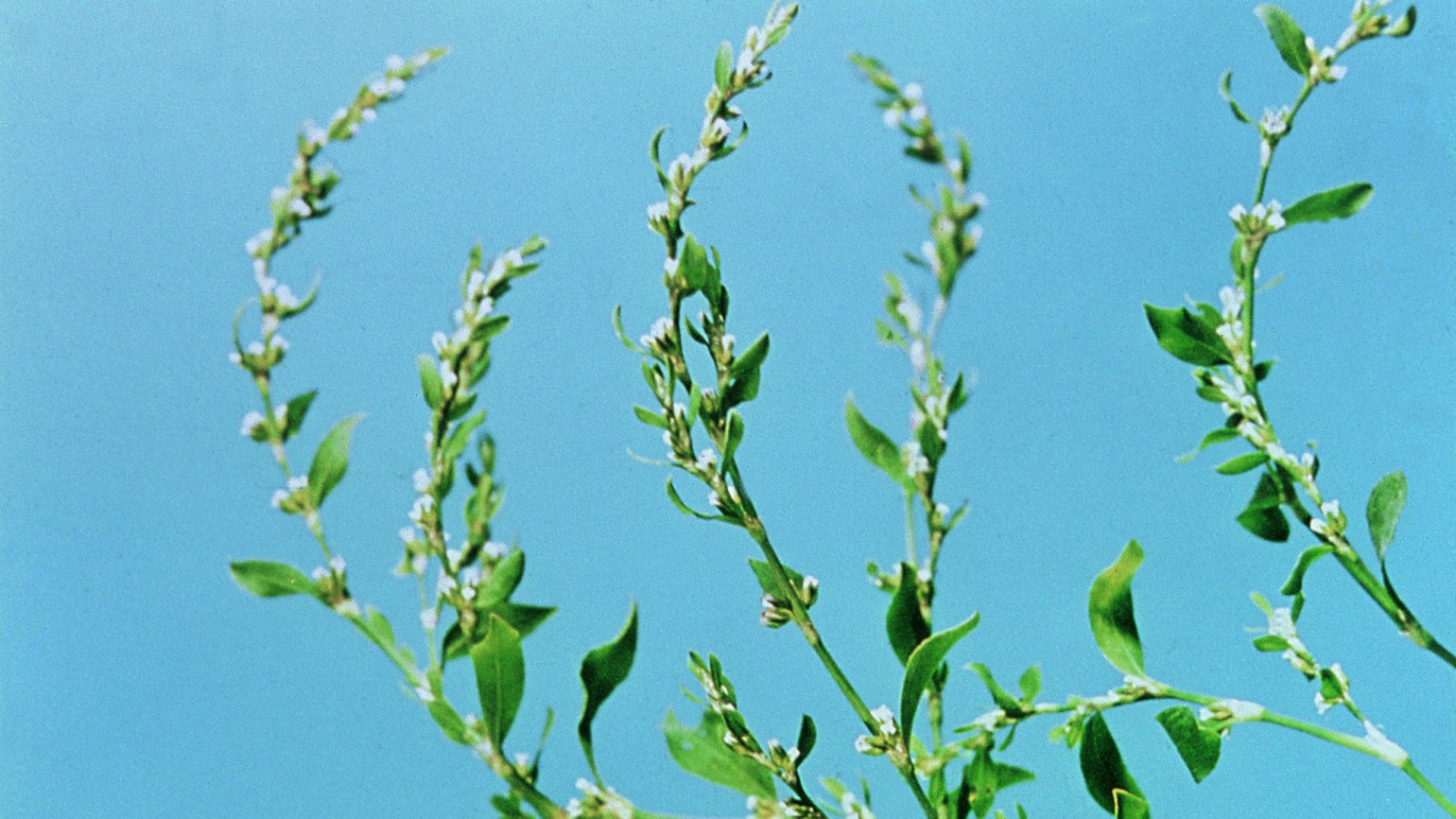 Rdest ptasi - BASF Agricultural Solutions