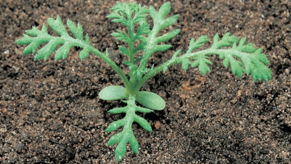 Rumian polny - BASF Agricultural Solutions