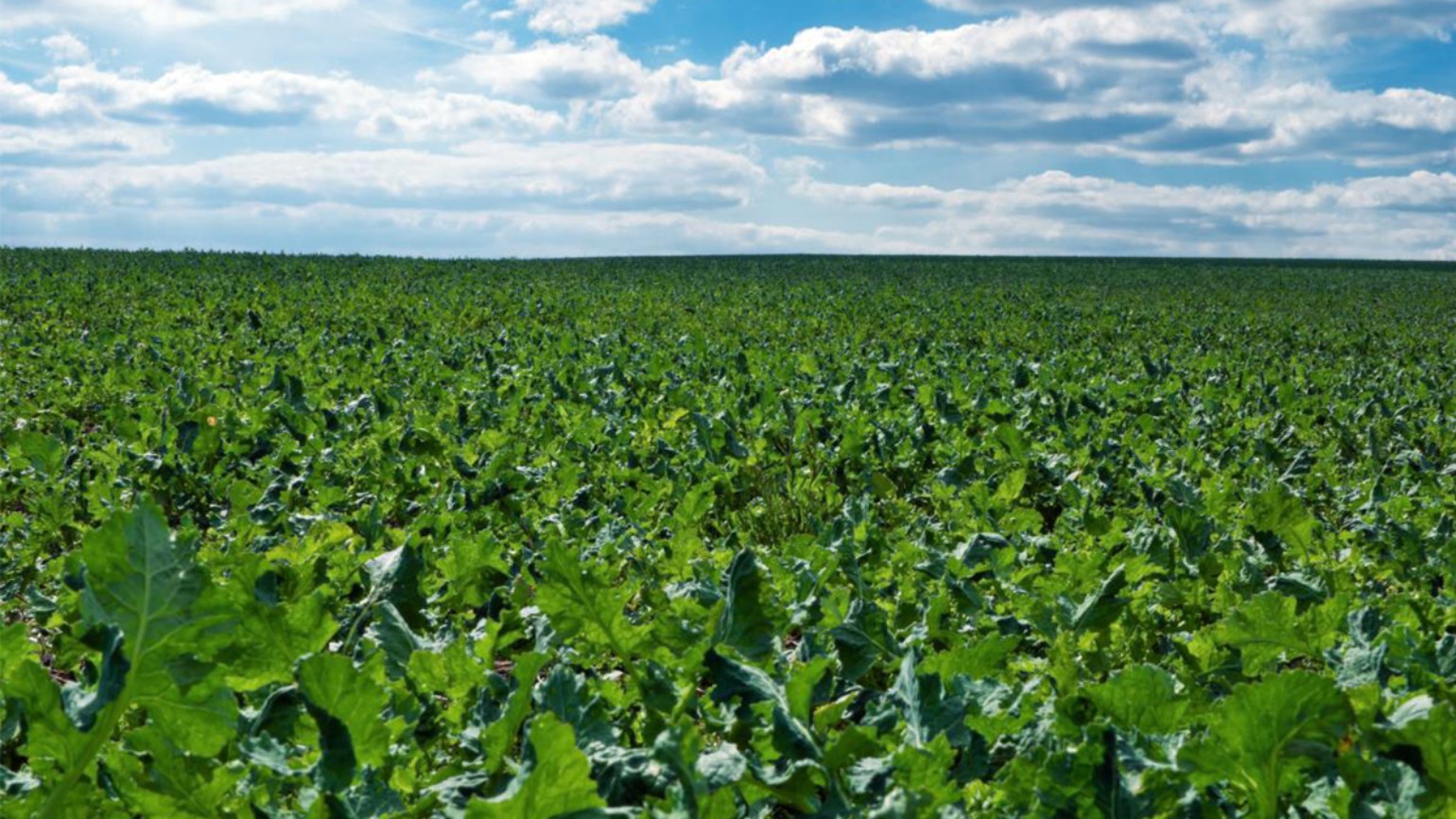 Rzepak ozimy - wcześnie i dużo azotu na start