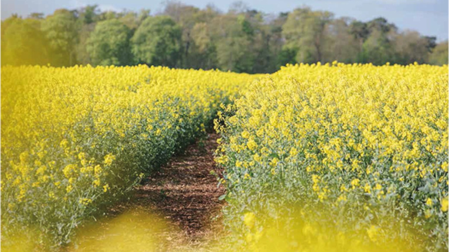 Uprawa rzepaku krok po kroku