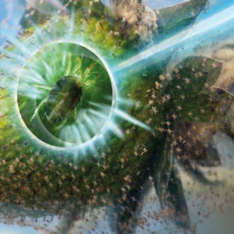 Insektycydy - BASF Agricultural Solutions