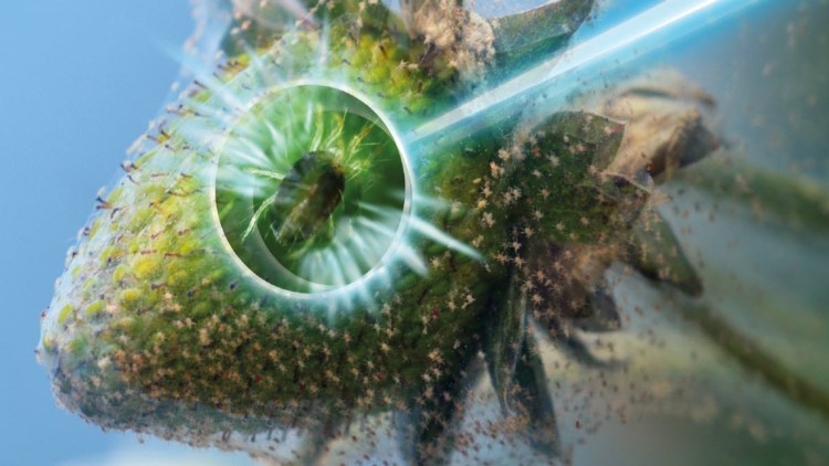 Nealta® - BASF Agricultural Solutions