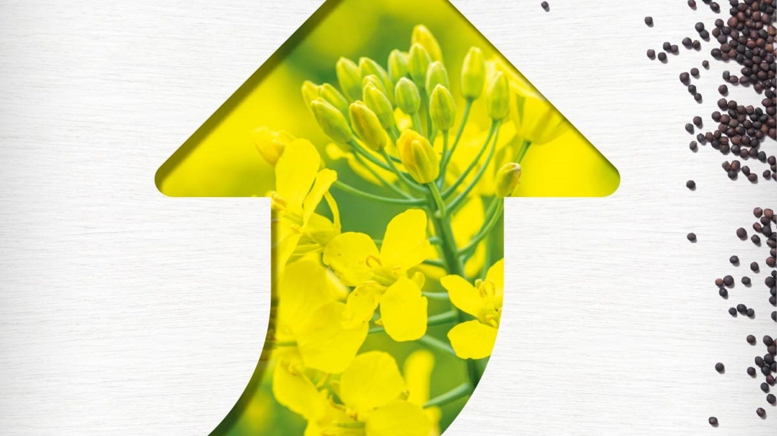 Pictor® Revy - BASF Agricultural Solutions