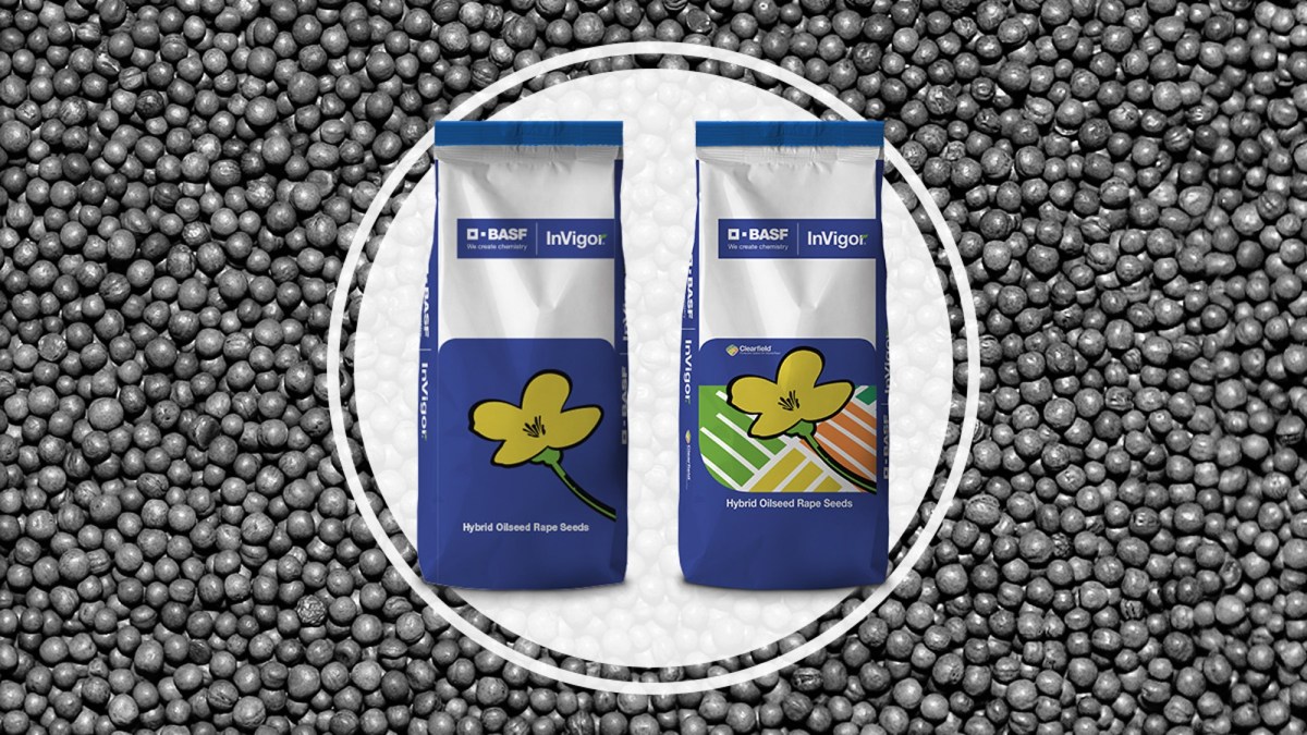 Nasiona rzepaku - InVigor - BASF Rozwiązania dla Rolnictwa