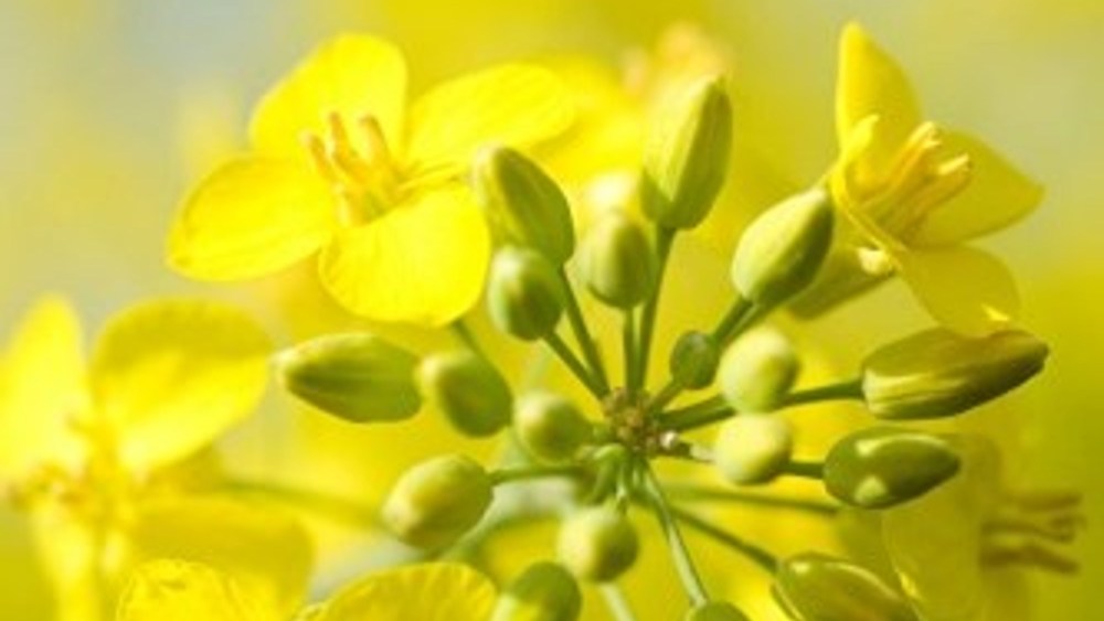 Nasiona rzepaku - InVigor - BASF Rozwiązania dla Rolnictwa