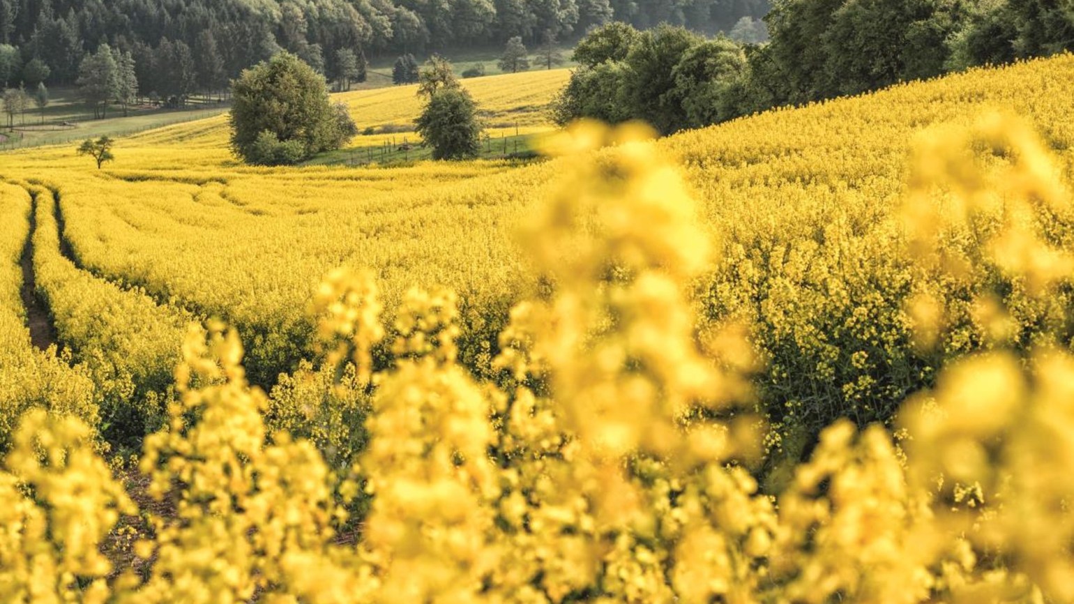 Uprawa rzepaku krok po kroku