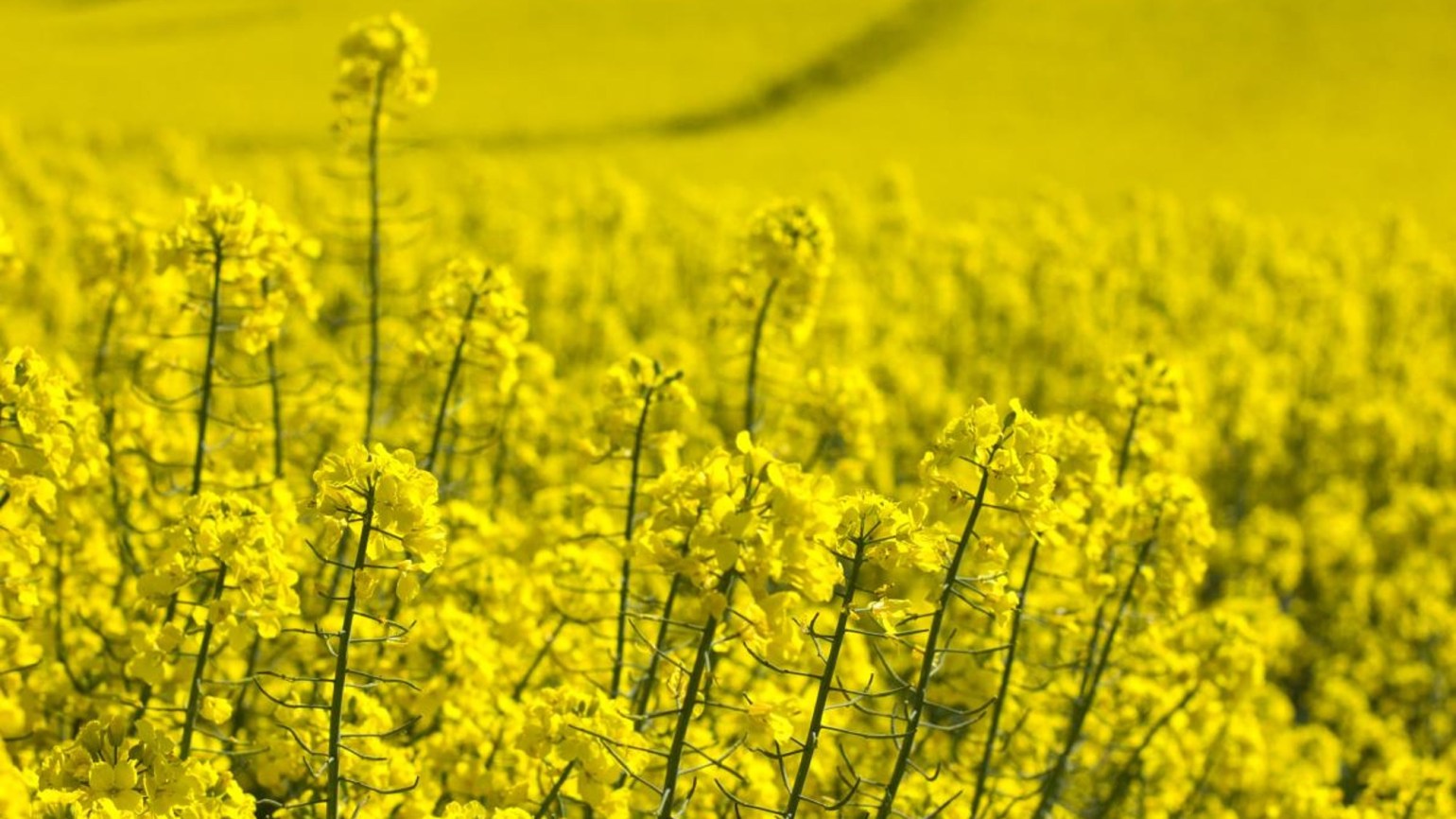 Uprawa rzepaku krok po kroku