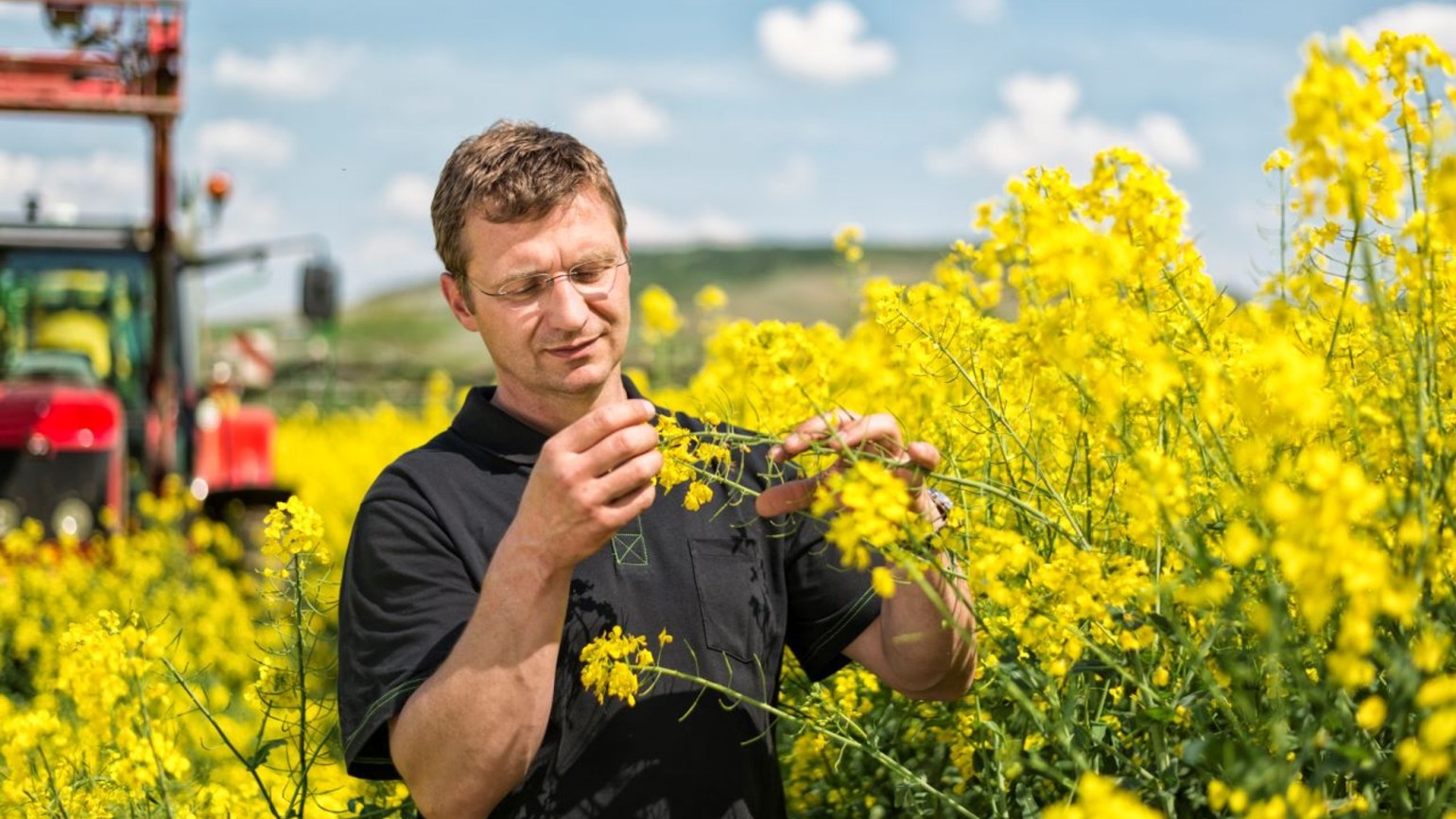 Fungicydy na rzepak - ochrona fungicydowa i regulacja pokroju w jednym