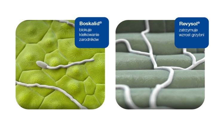 Pictor® Revy - BASF Agricultural Solutions