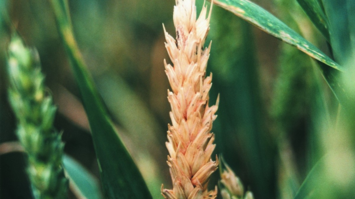 Fuzarioza kłosów zbóż - BASF Agricultural Solutions