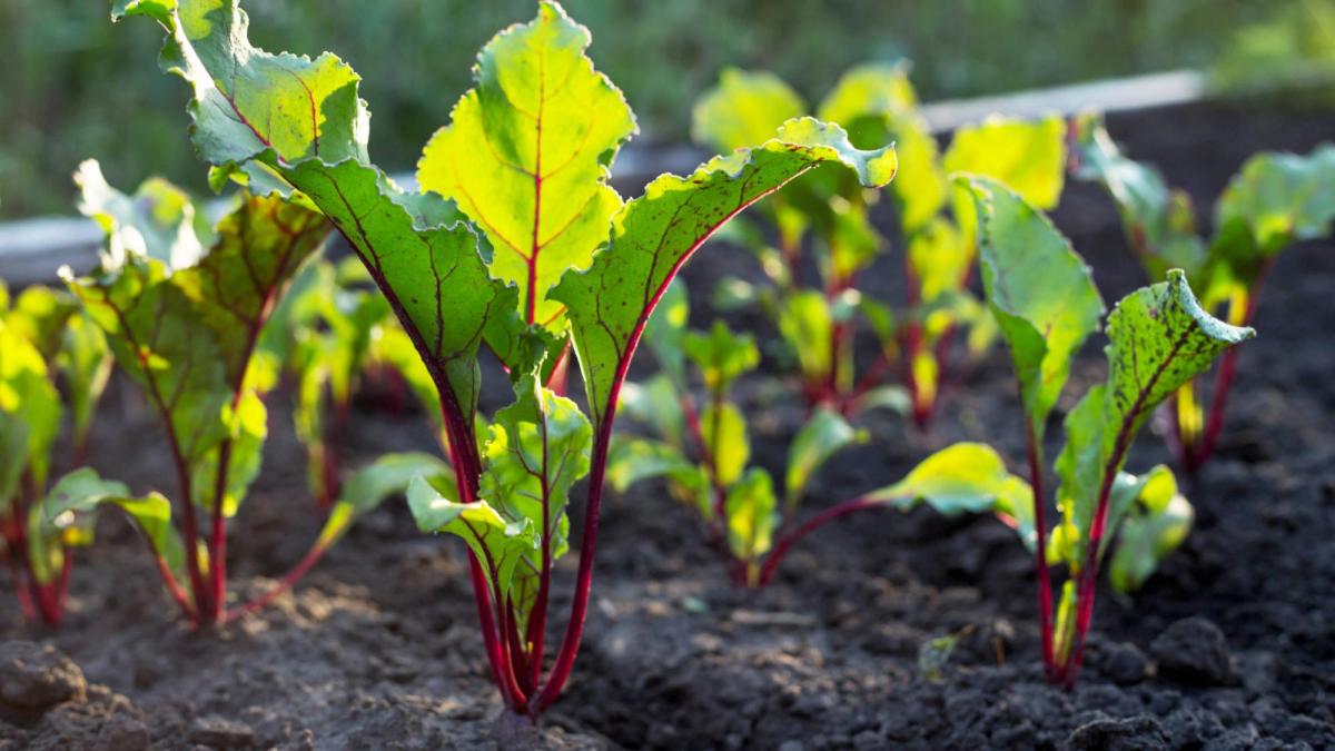 Fungicydy systemiczne na buraki cukrowe