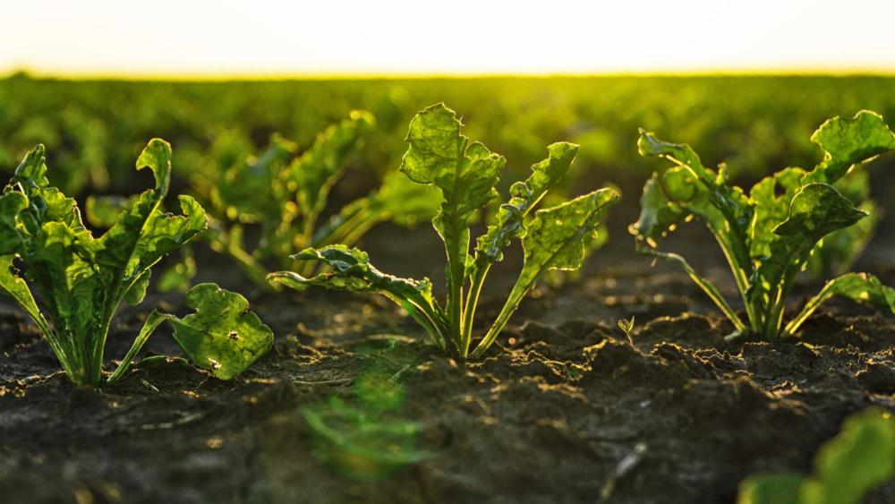 Fungicydy na buraki – zalety, działanie, kiedy stosować i jakie choroby ...