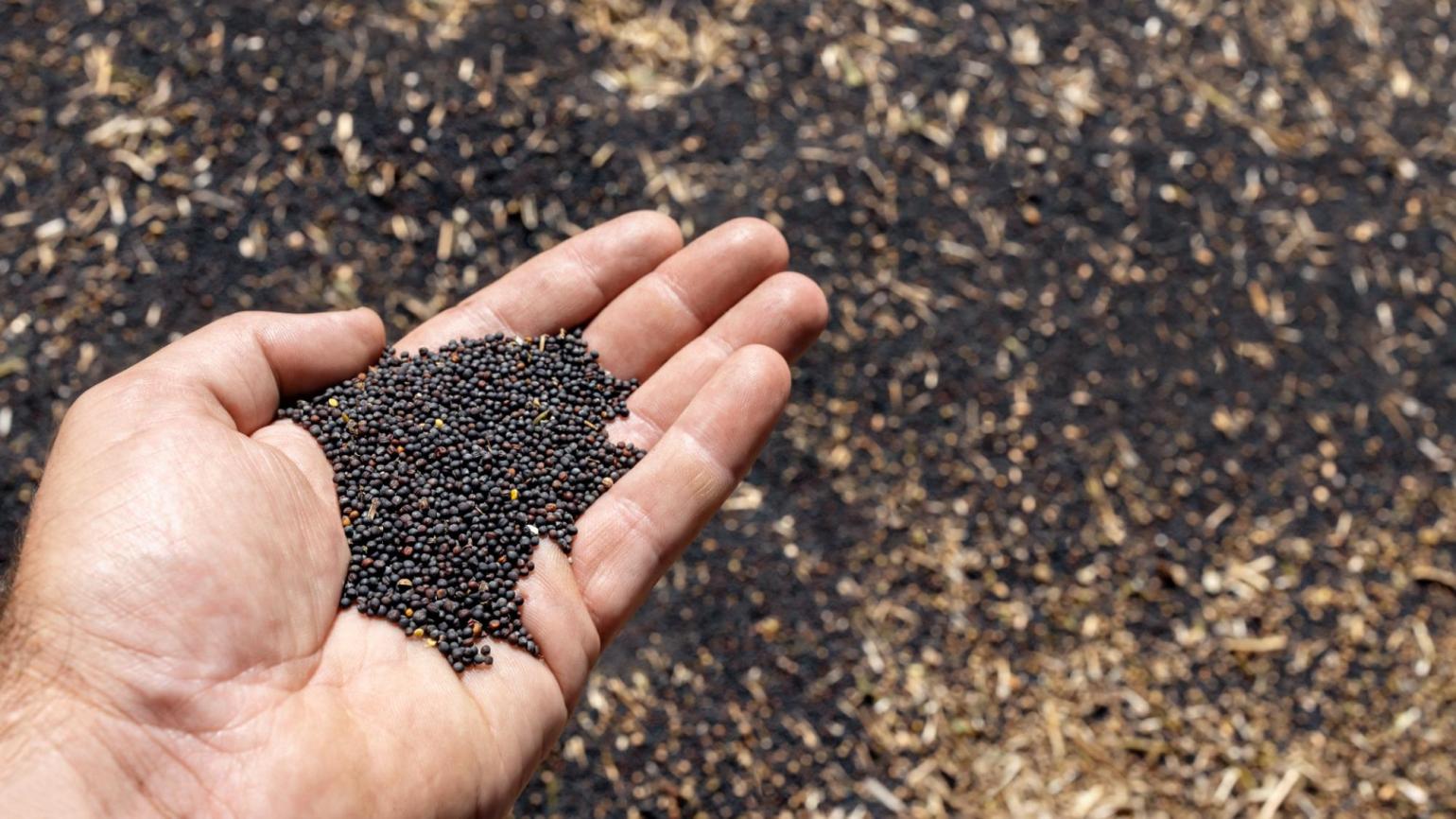 Fungicydy na rzepak – jakie mają zalety, jak działają, kiedy stosować i ...