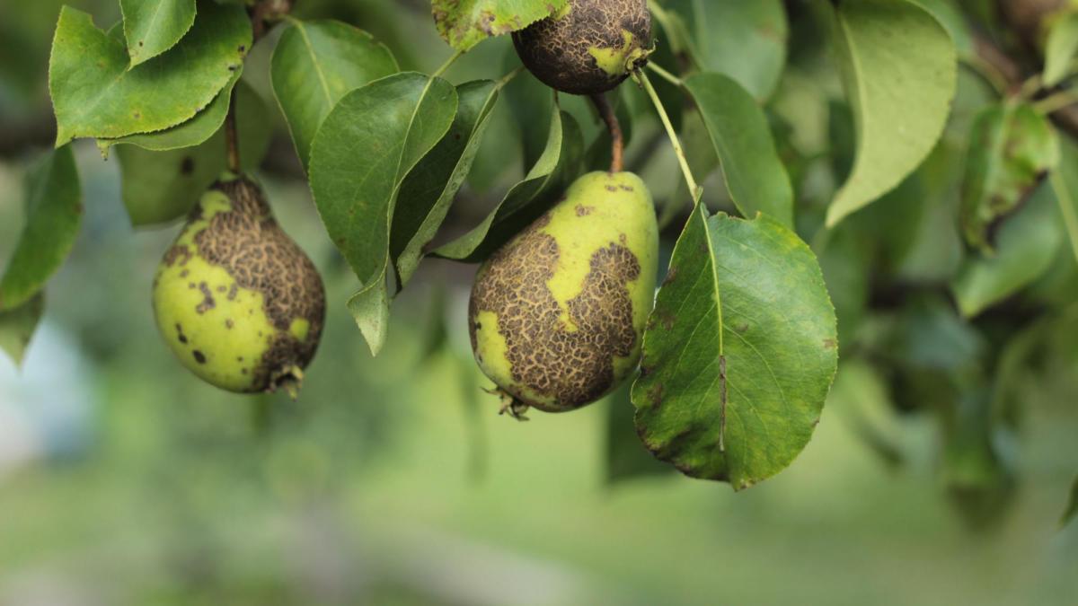 Parch gruszy - BASF Agricultural Solutions