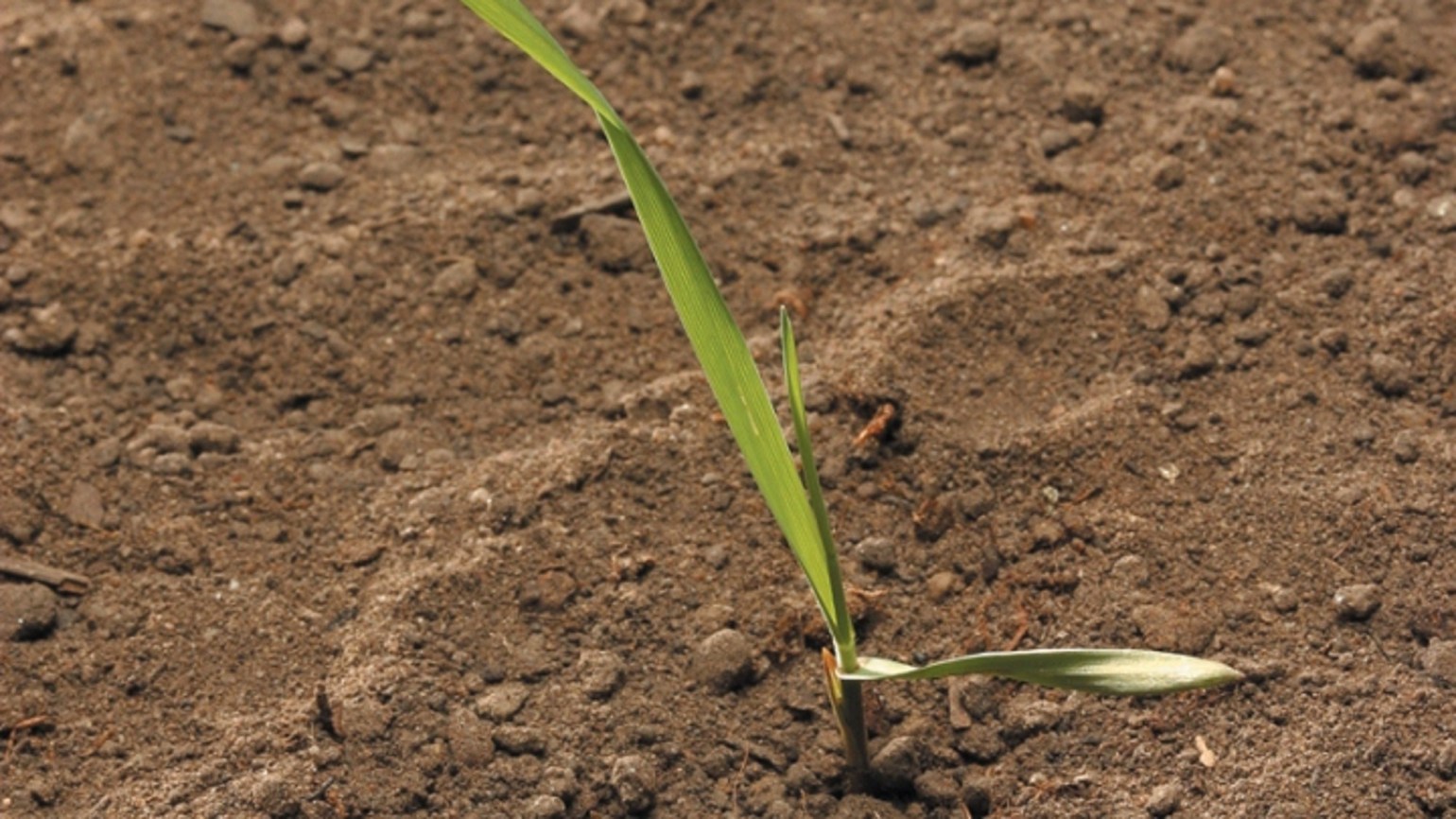 Perz właściwy - BASF Agricultural Solutions
