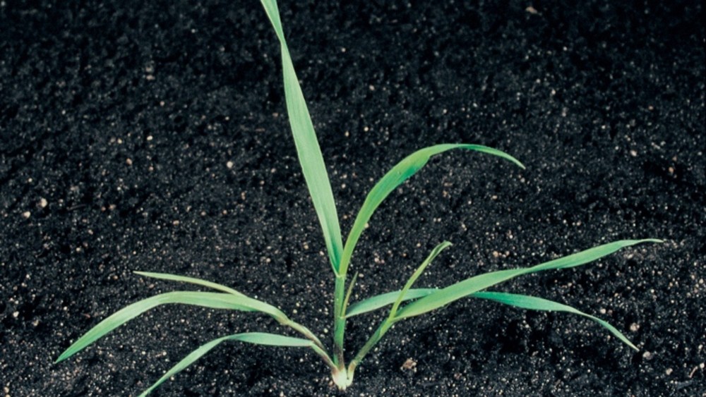 Perz właściwy - BASF Agricultural Solutions