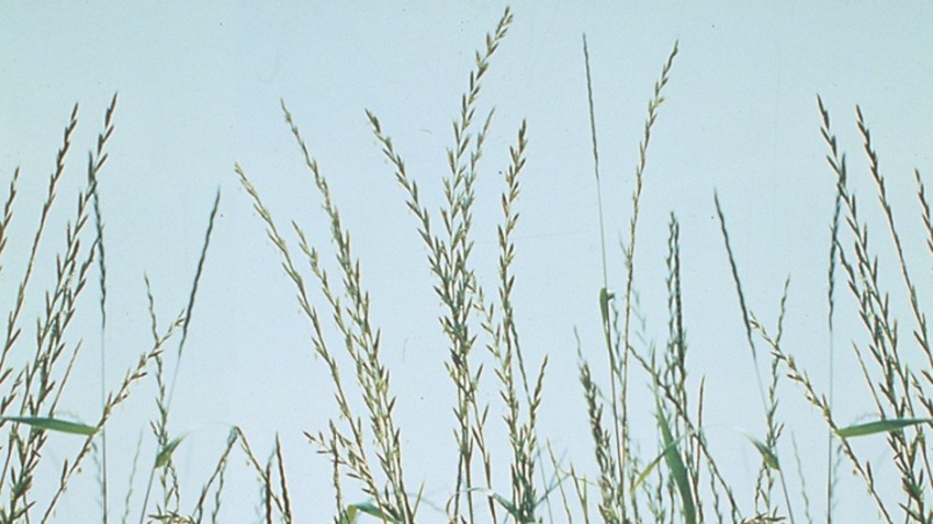 Perz właściwy - BASF Agricultural Solutions