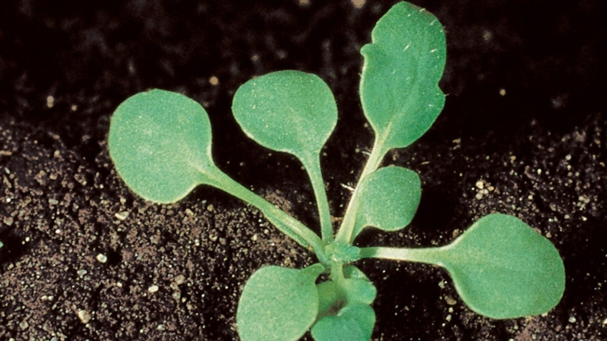 Mak polny - BASF Agricultural Solutions